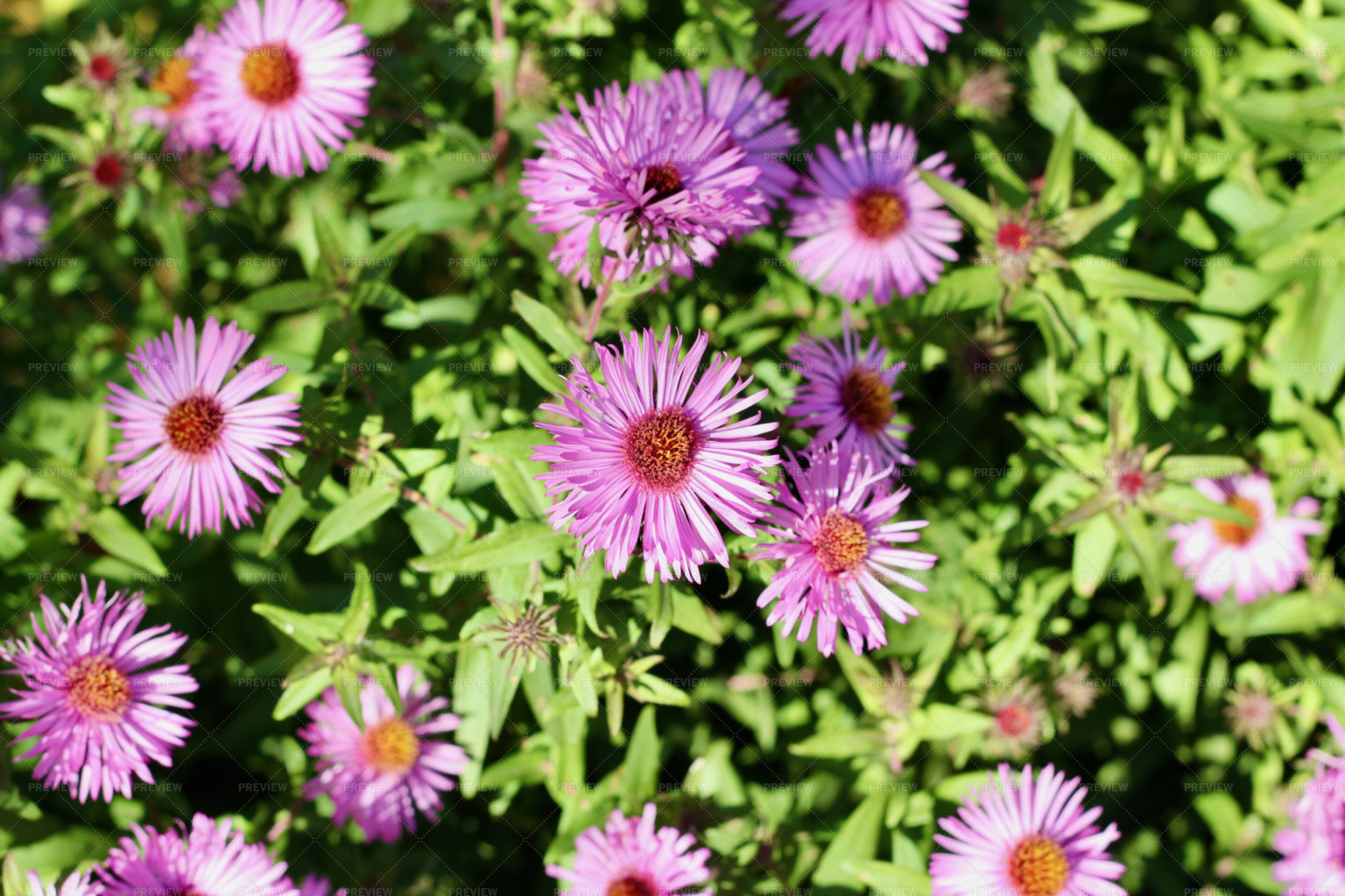 Top 30 Spring Facebook Cover Photos & Videos to Spruce Up Your Profile ...