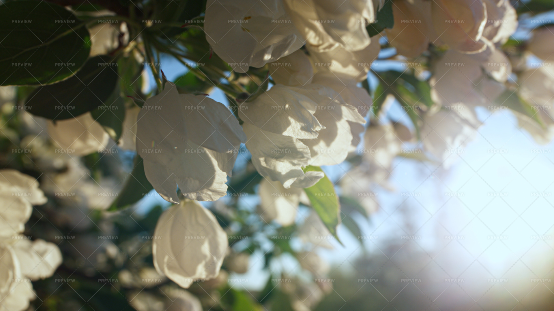 Top 30 Spring Facebook Cover Photos & Videos to Spruce Up Your Profile ...