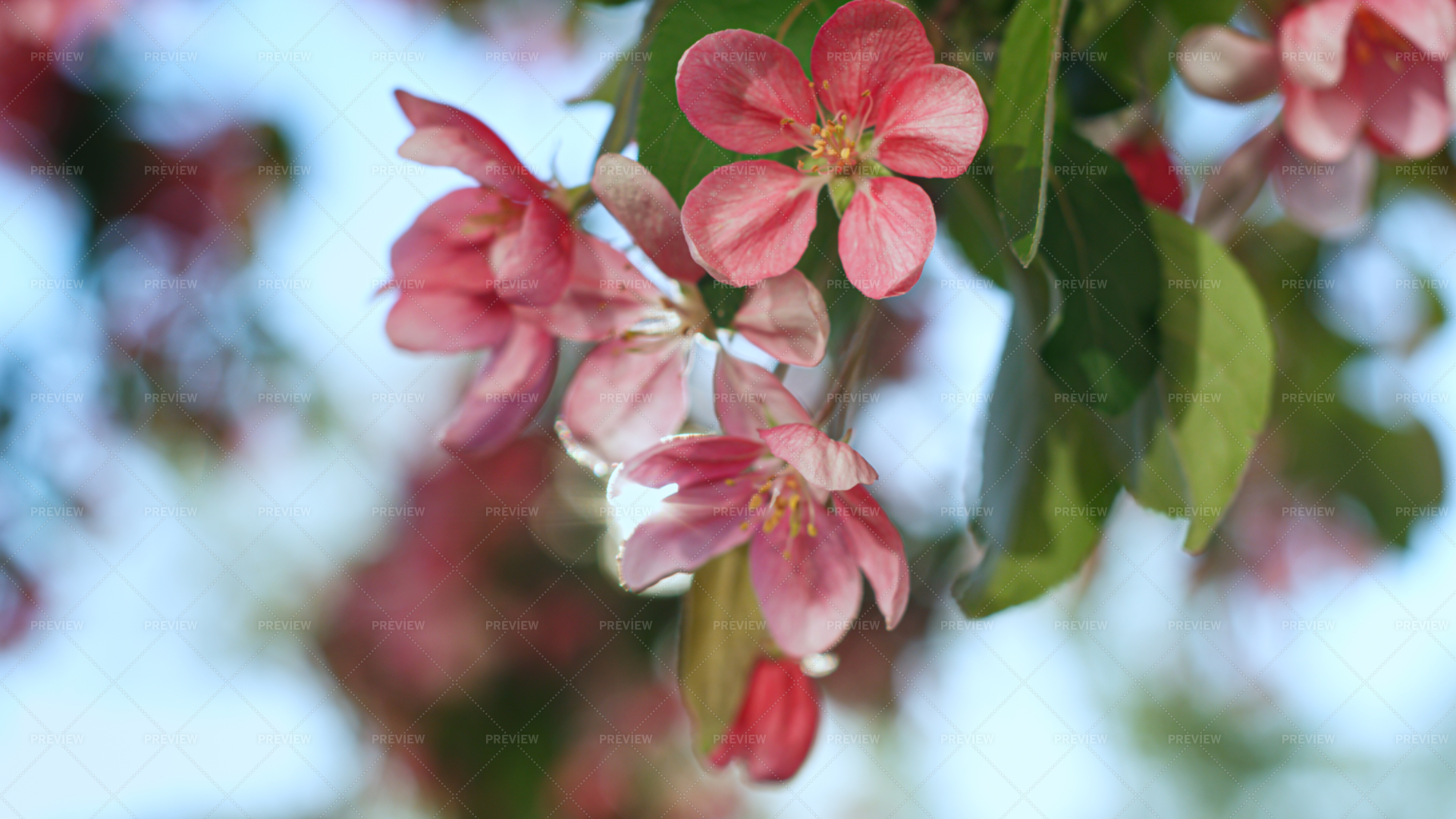 Top 30 Spring Facebook Cover Photos & Videos to Spruce Up Your Profile ...
