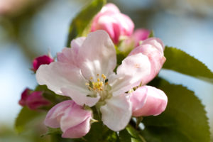 Let Your Flower Photography Blossom: Top 15 Beginner Tips & Techniques ...