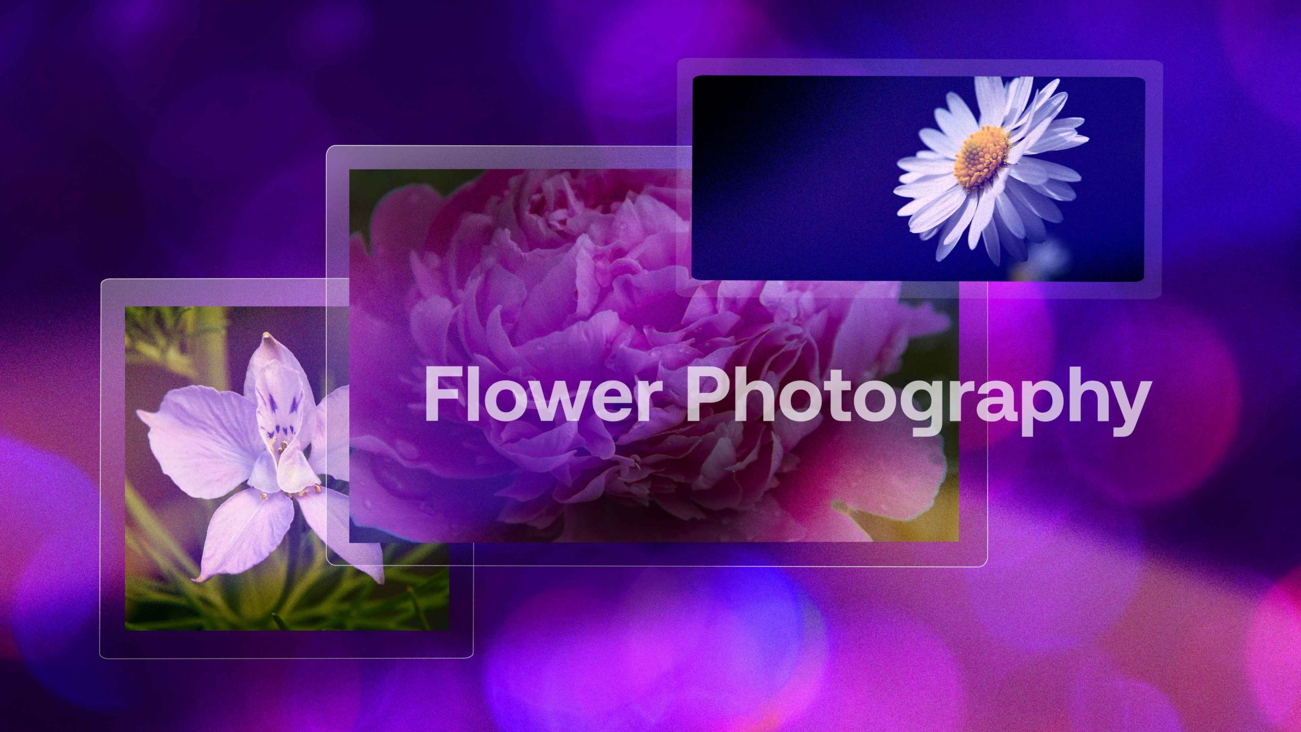 Let Your Flower Photography Blossom: Top 15 Beginner Tips & Techniques ...