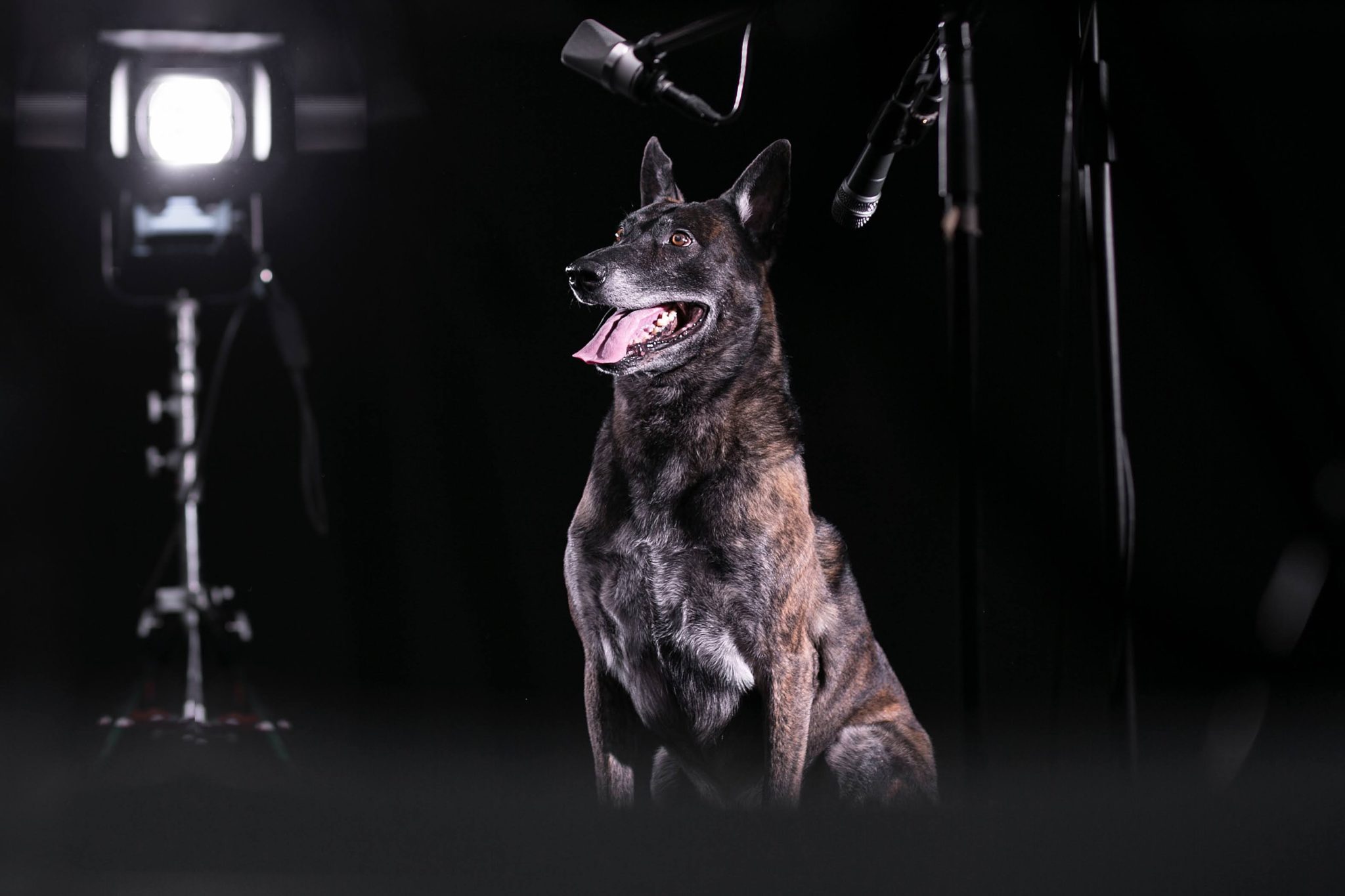 Capture Better Pet Photography: Top 23 Tips & Techniques to Improve ...